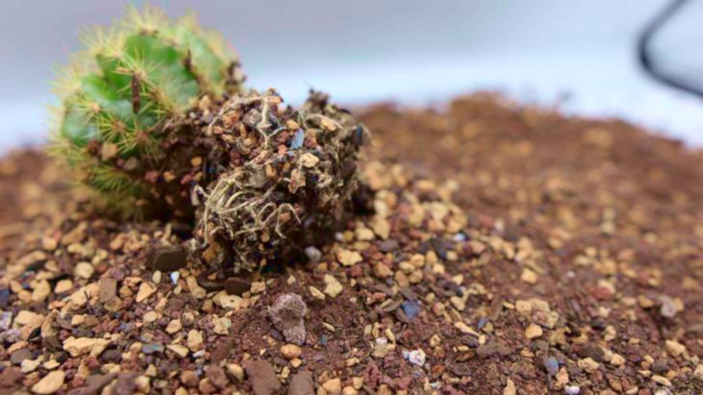 Cactus Roots - Spike & Bloom