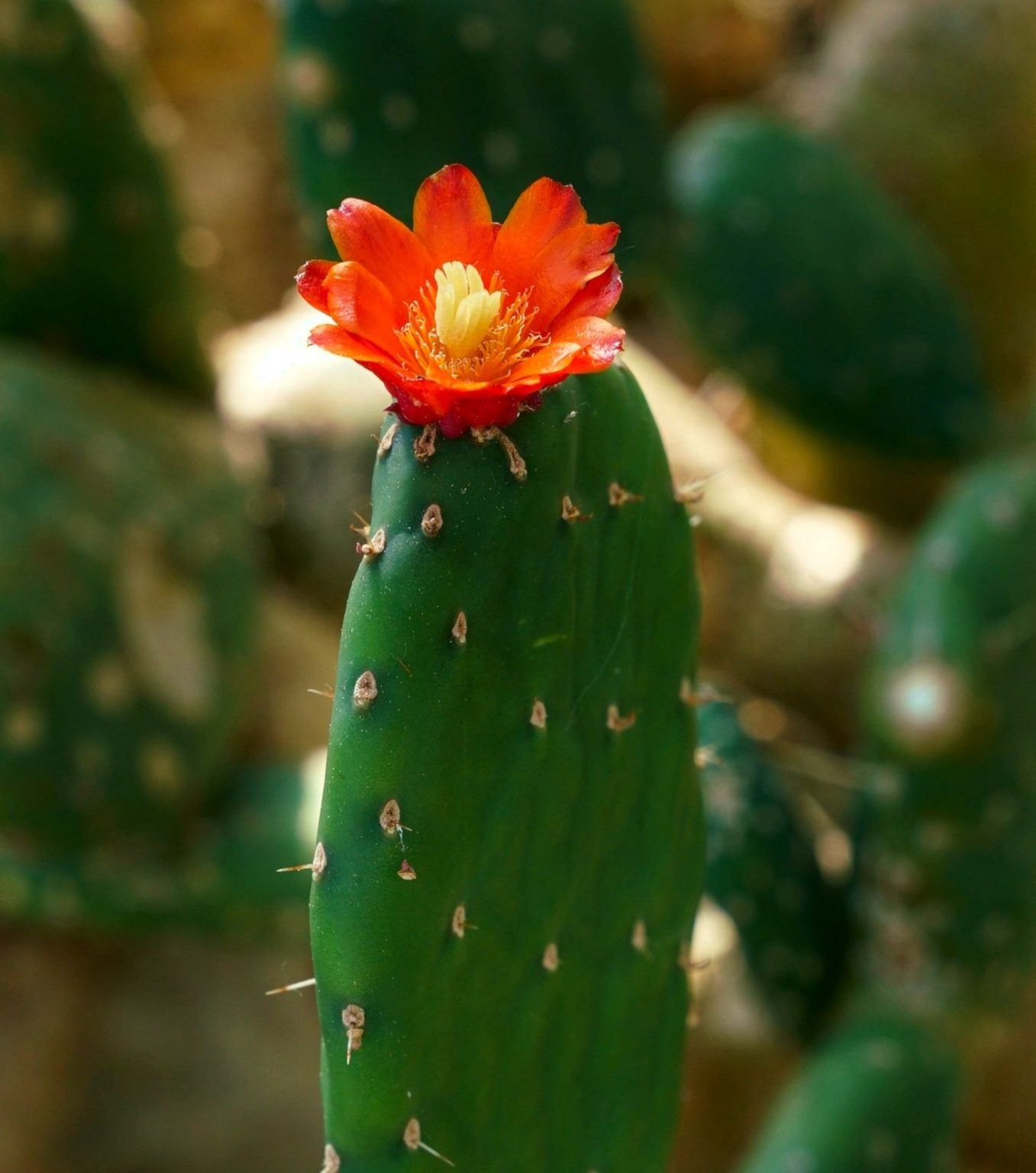 How to Grow Cactus: Easy Tips for Newbies - Spike & Bloom