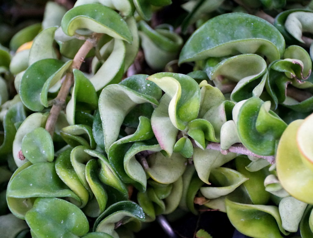 Hindu Hoya Rope Plant Care - Spike & Bloom