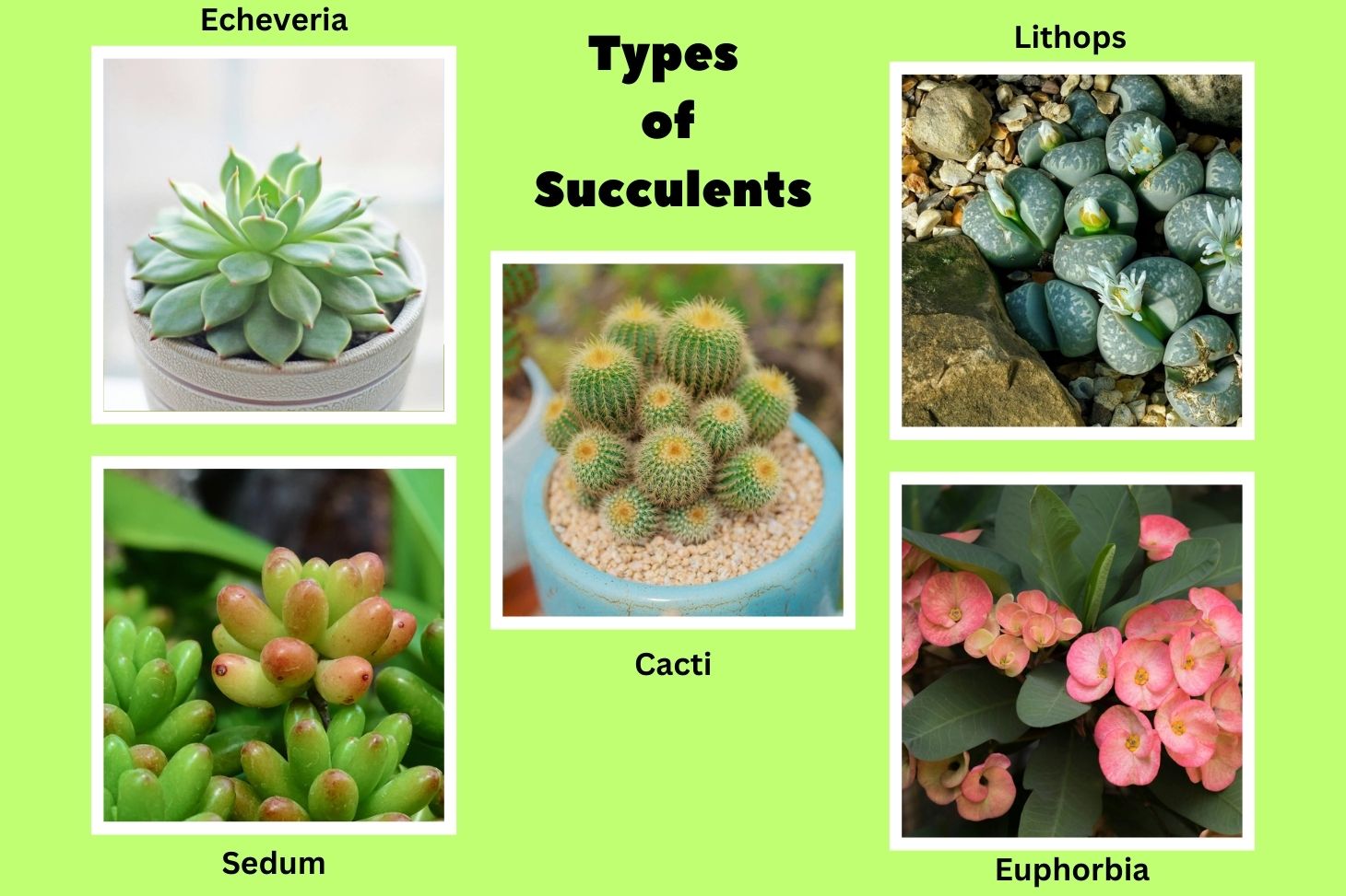 How to Identify Succulent Plants - Spike & Bloom