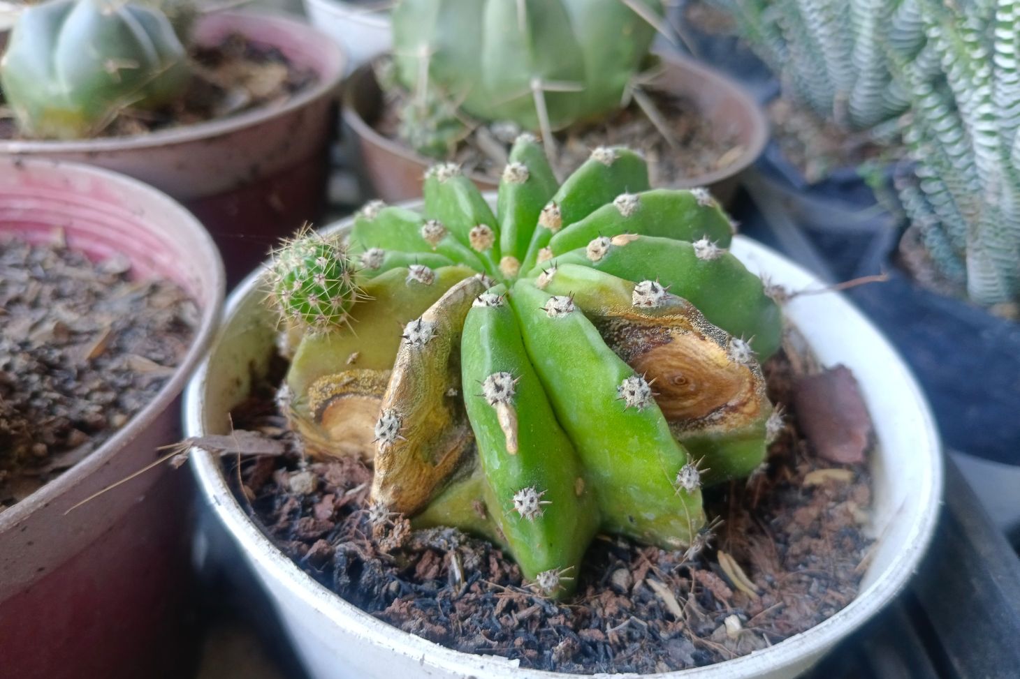 Signs Your Cactus Is Dying (and How to Fix It) - Spike & Bloom