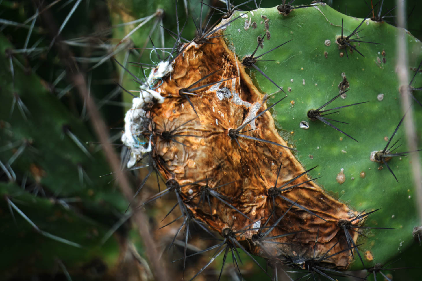 Cactus Disease: Common Symptoms and Effective Treatments - Spike & Bloom