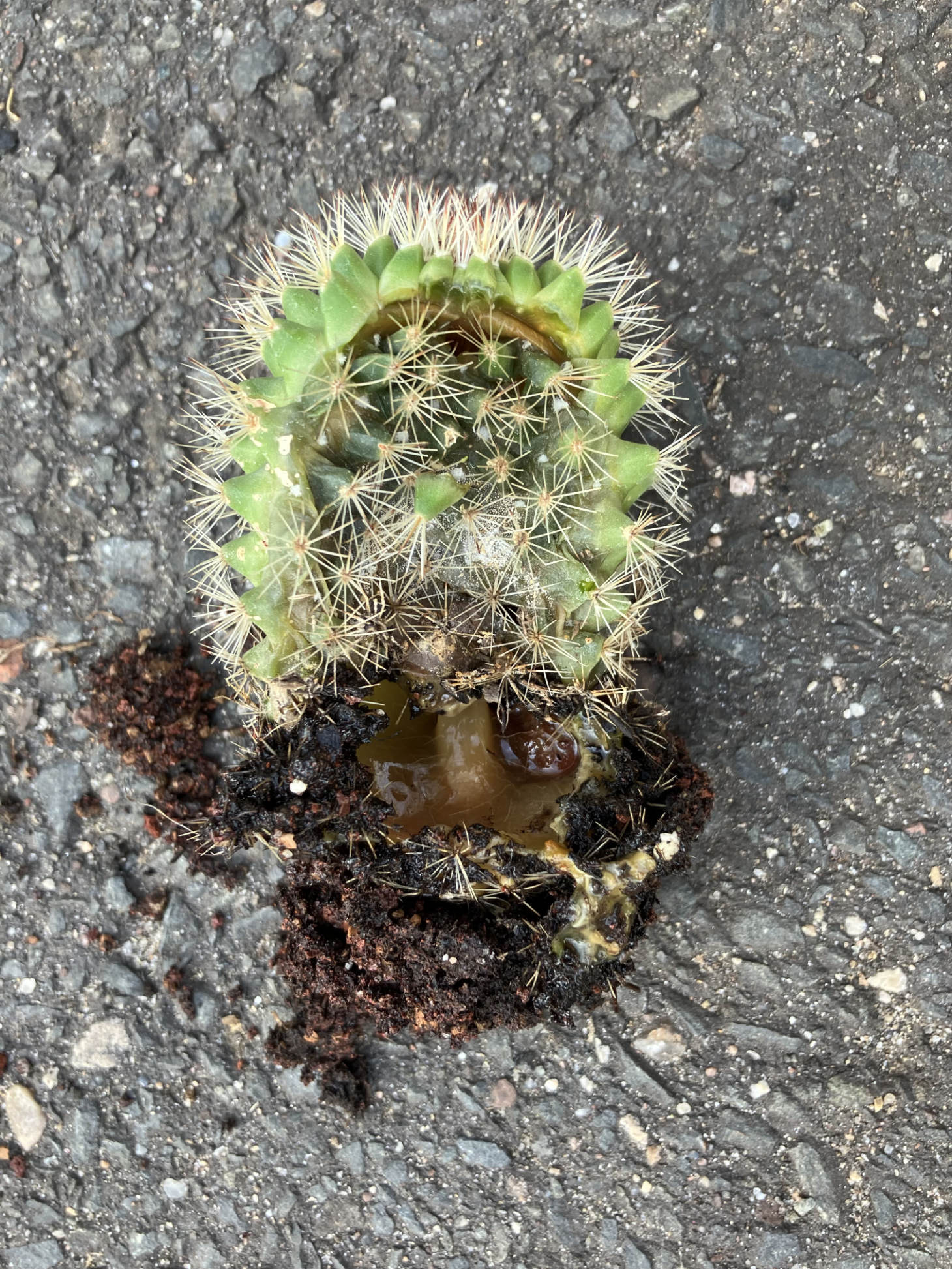 Cactus Root Rot: Identifying and Preventing Damage - Spike & Bloom