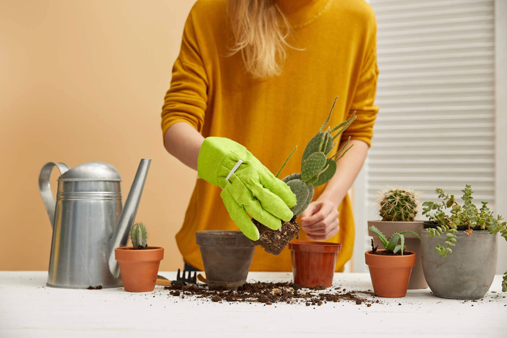 How to Grow Cactus: Easy Tips for Newbies - Spike & Bloom